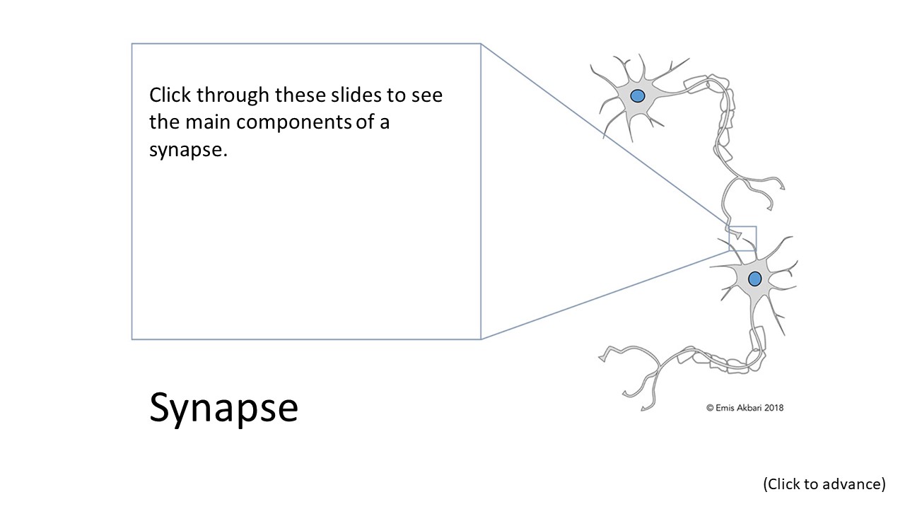 Synapse (slideshow)